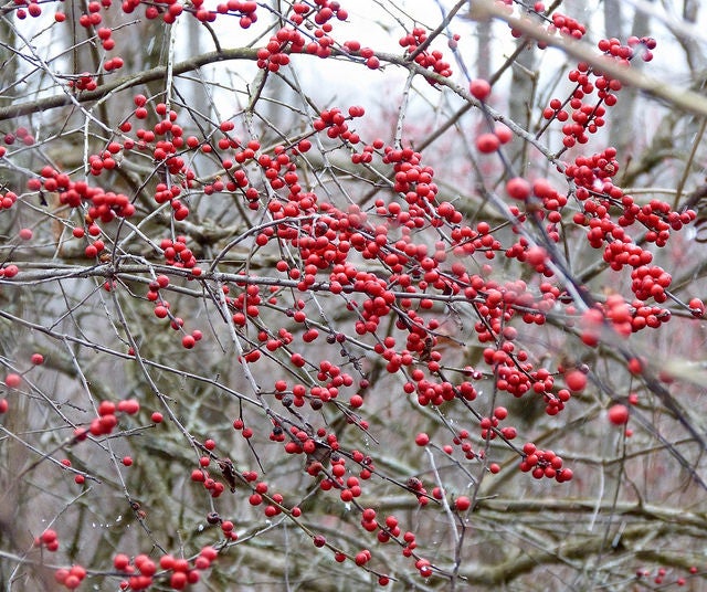 Native Winterberry | Foxgreen Farm